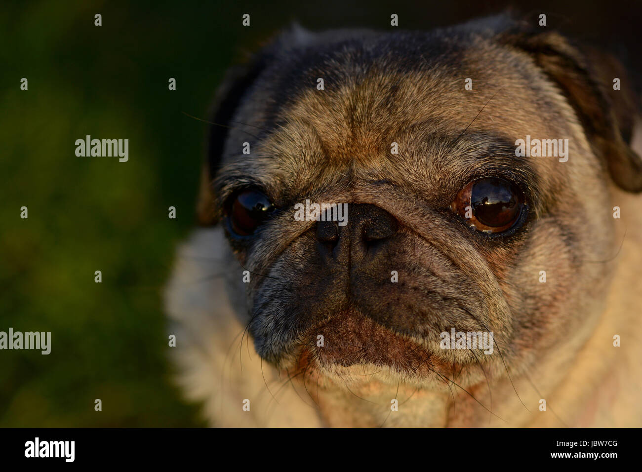 Pug world hi-res stock photography and images - Alamy