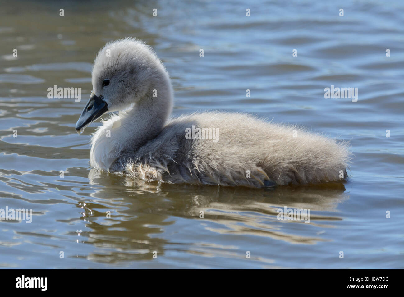 Mute Swan cygnet (Cygnus olor) at Abbotsbury Swannery, Abbotsbury ...