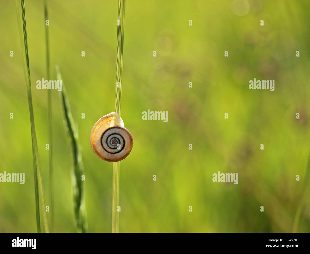 Translucent snail hi-res stock photography and images - Alamy