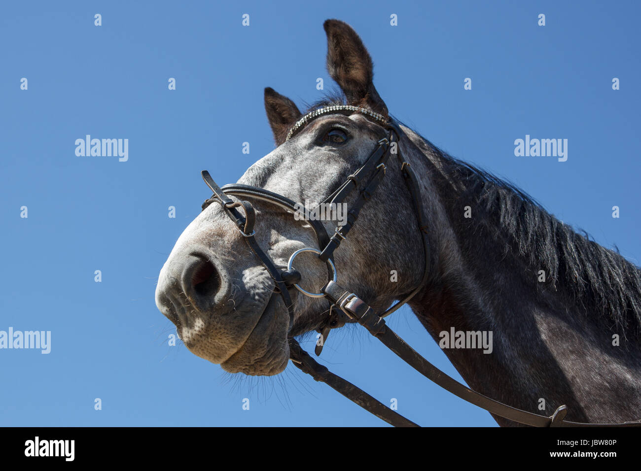 A gray tamed horse with dark eyes Stock Photo - Alamy