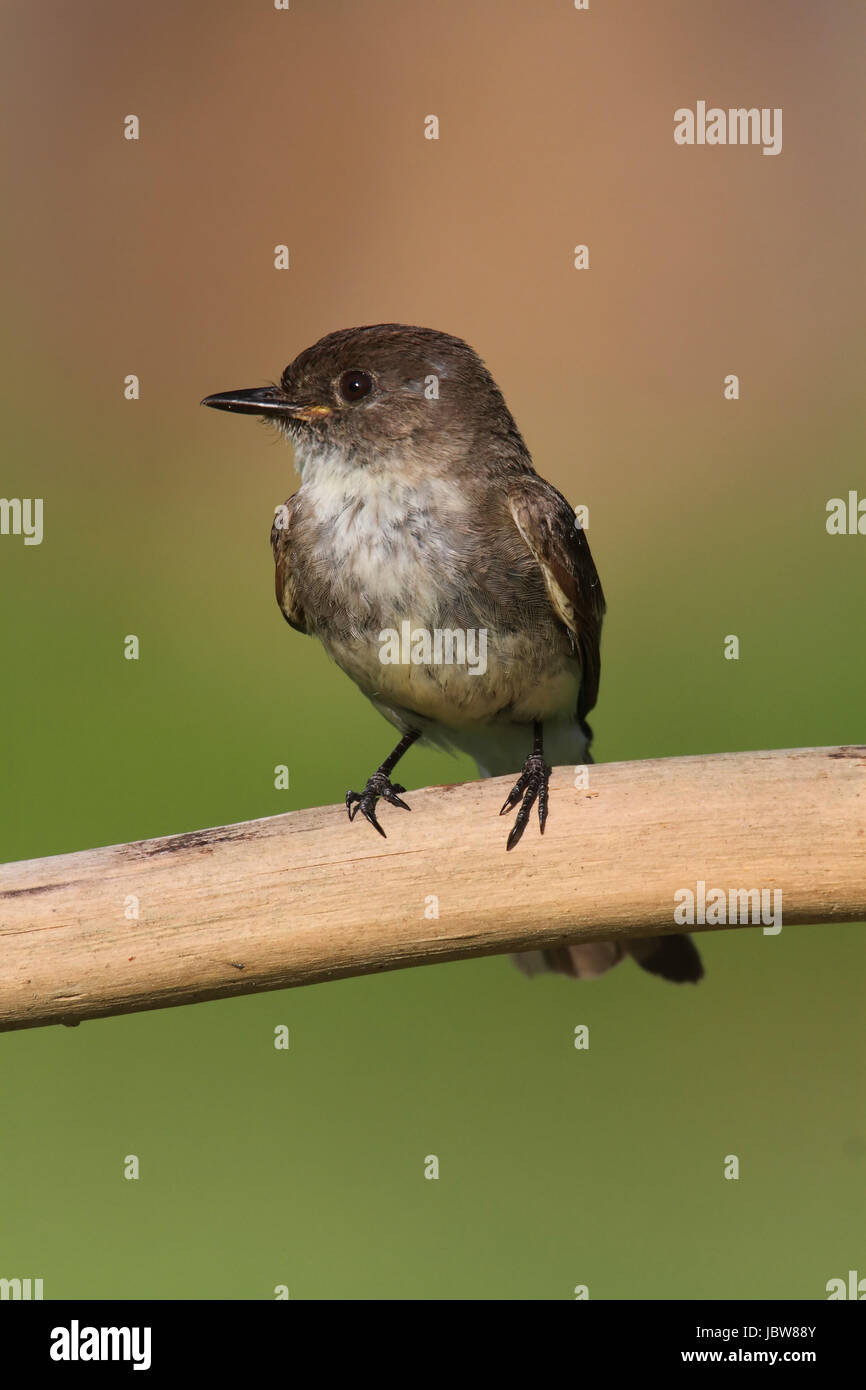 Eastern Phoebe (Sayornis phoebe) perched on a branch with a green ...