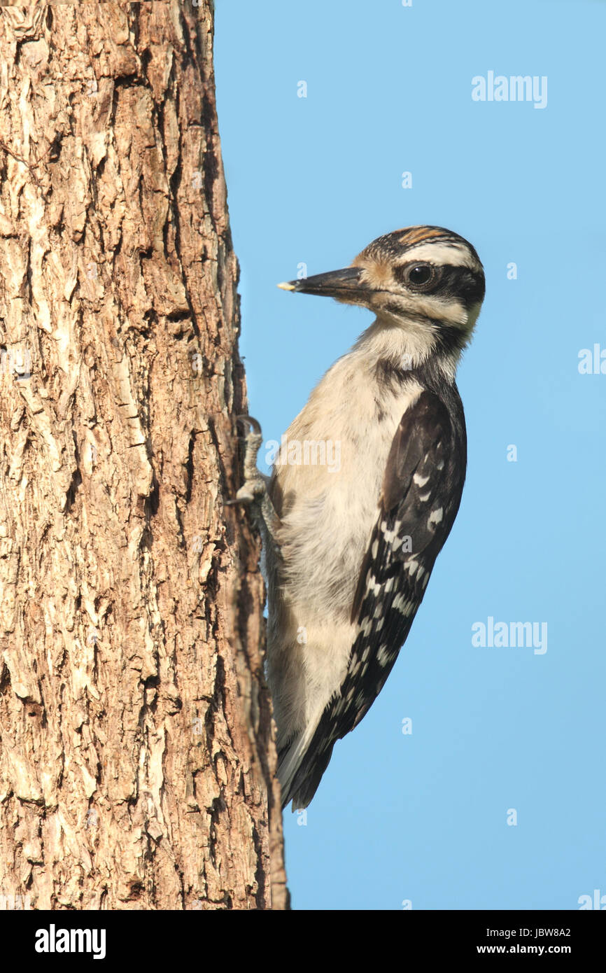 Hairy Woodpecker Juvenile