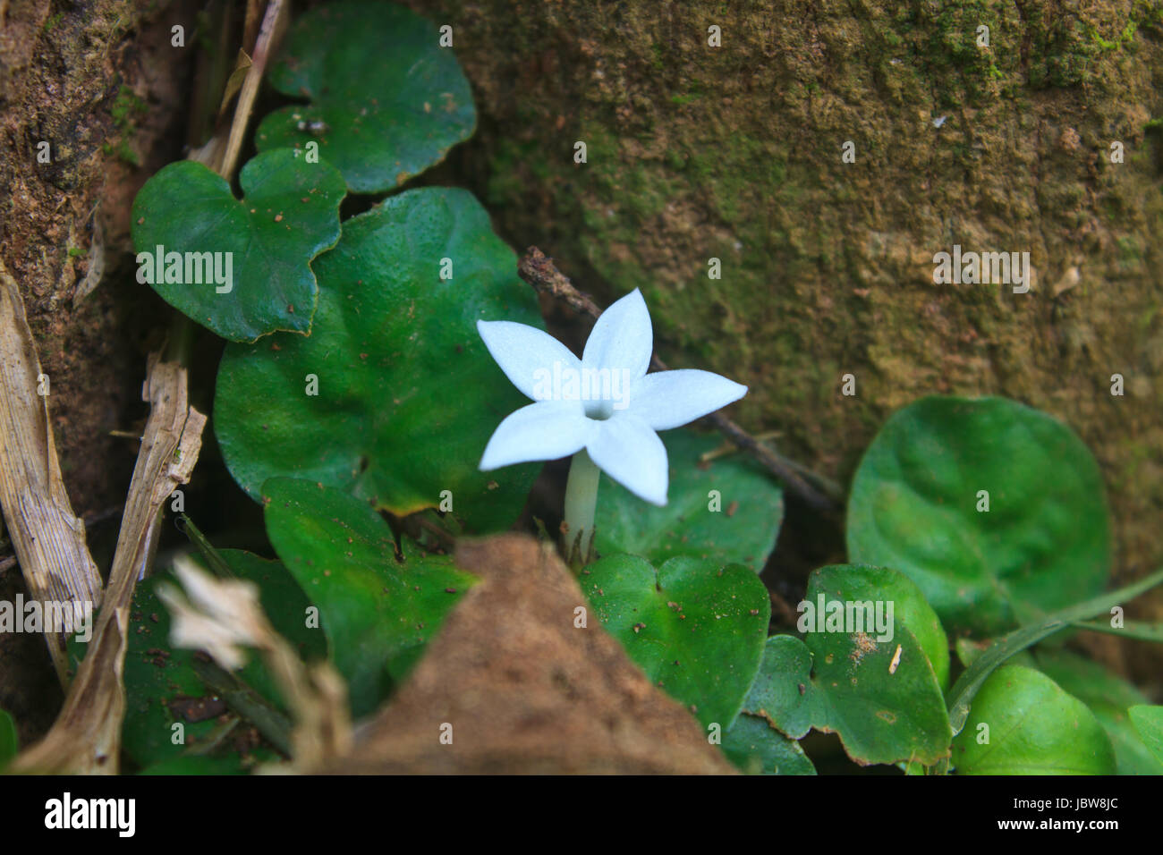 close up Star shaped flowers in forest Stock Photo - Alamy