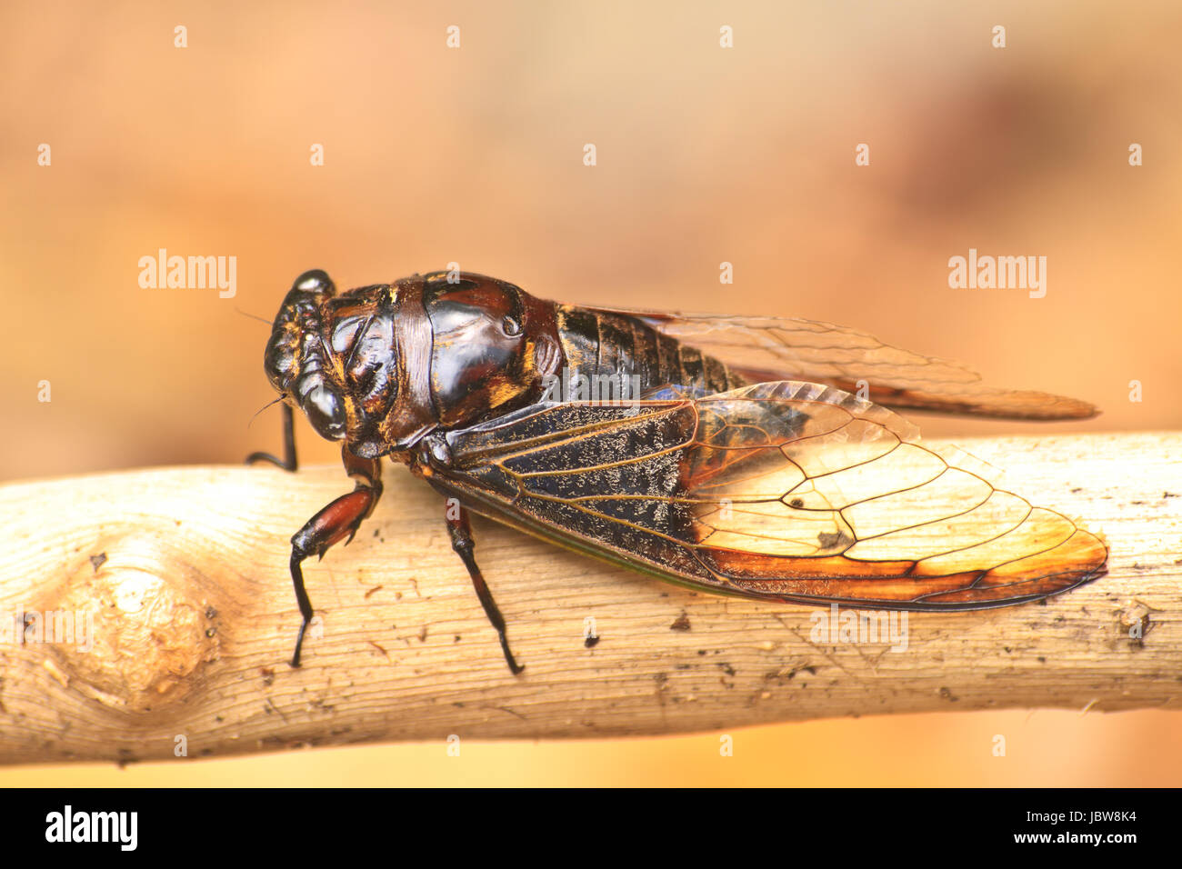 Cicadas in the trees, close up insect from nature Stock Photo - Alamy