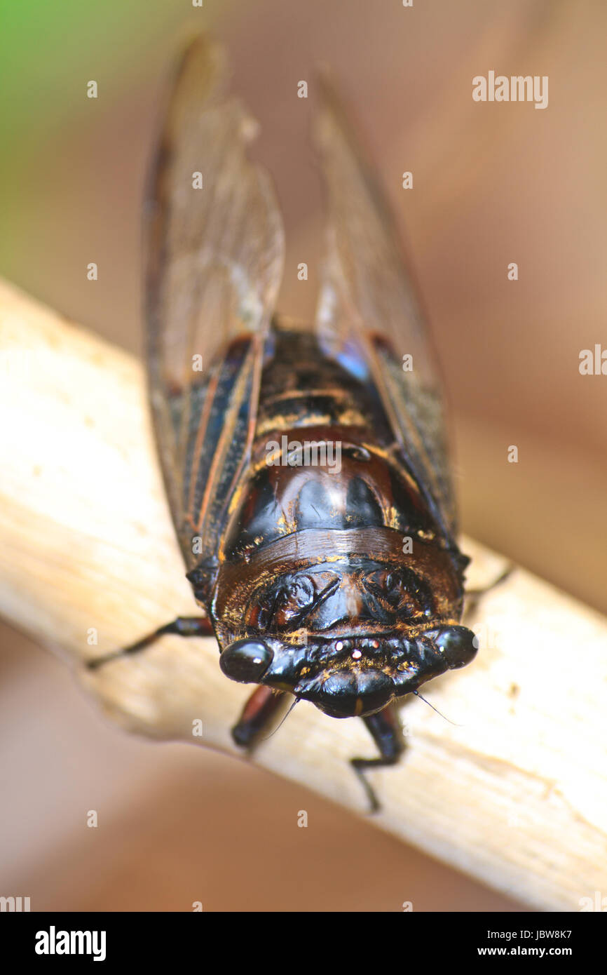 Cicadas in the trees, close up insect from nature Stock Photo - Alamy