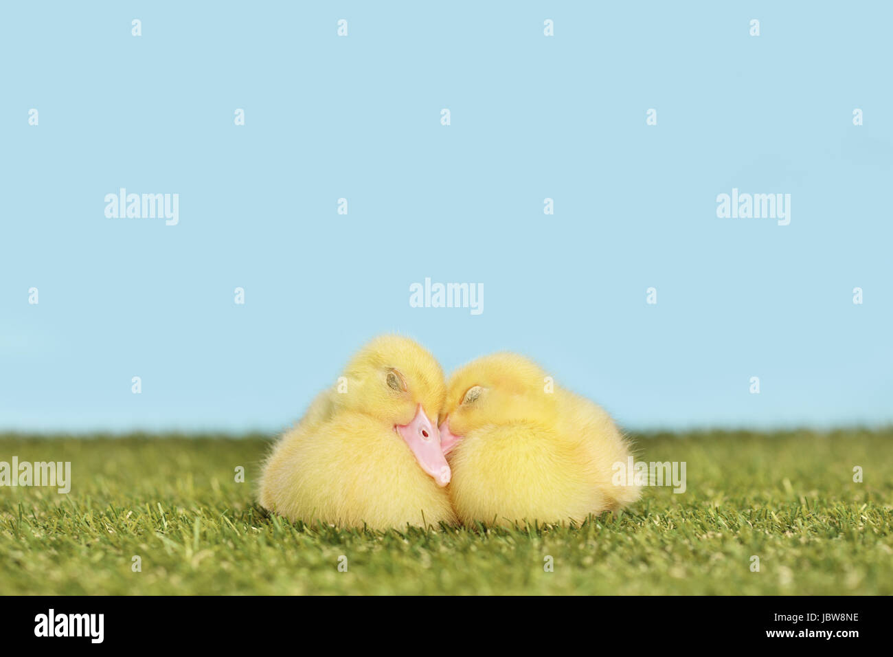 Couple of ducklings sleeping on a grass field with a blue background Stock Photo - Alamy