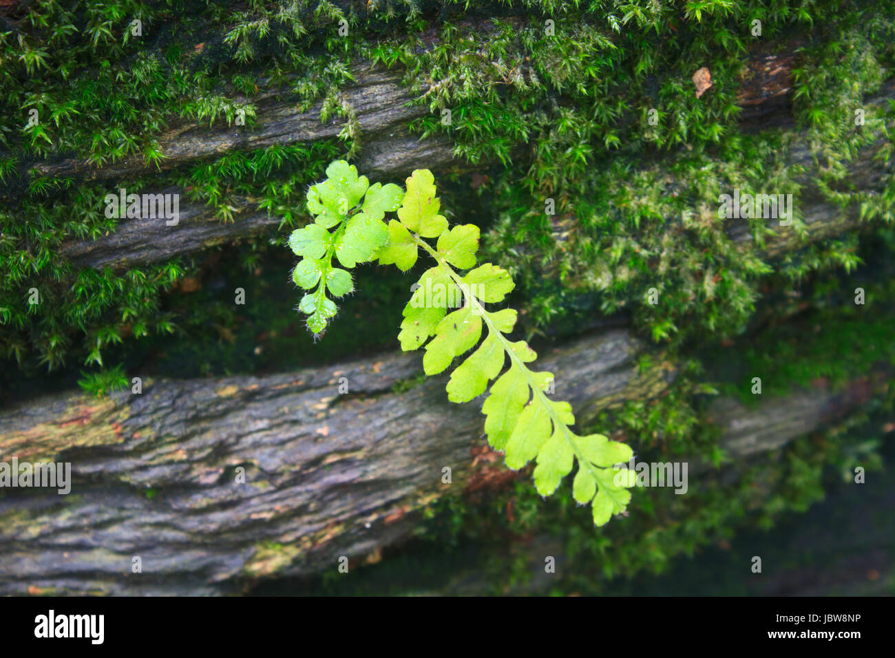 Fern in the forest, Forest Ferns and Fallen Log Stock Photo - Alamy