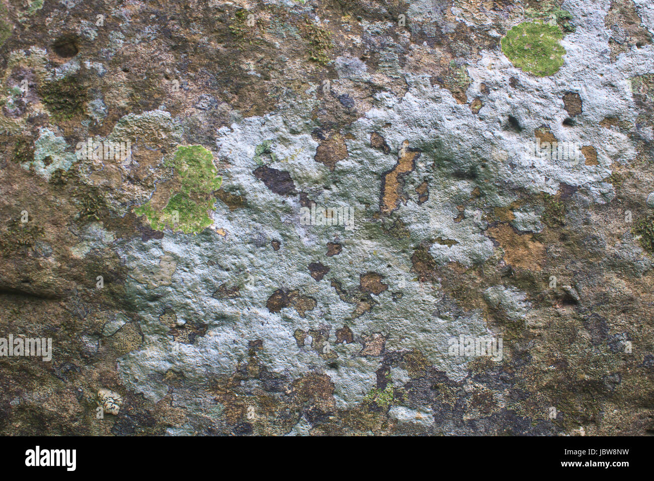 Nature background texture of colored Lichen on stone Stock Photo - Alamy