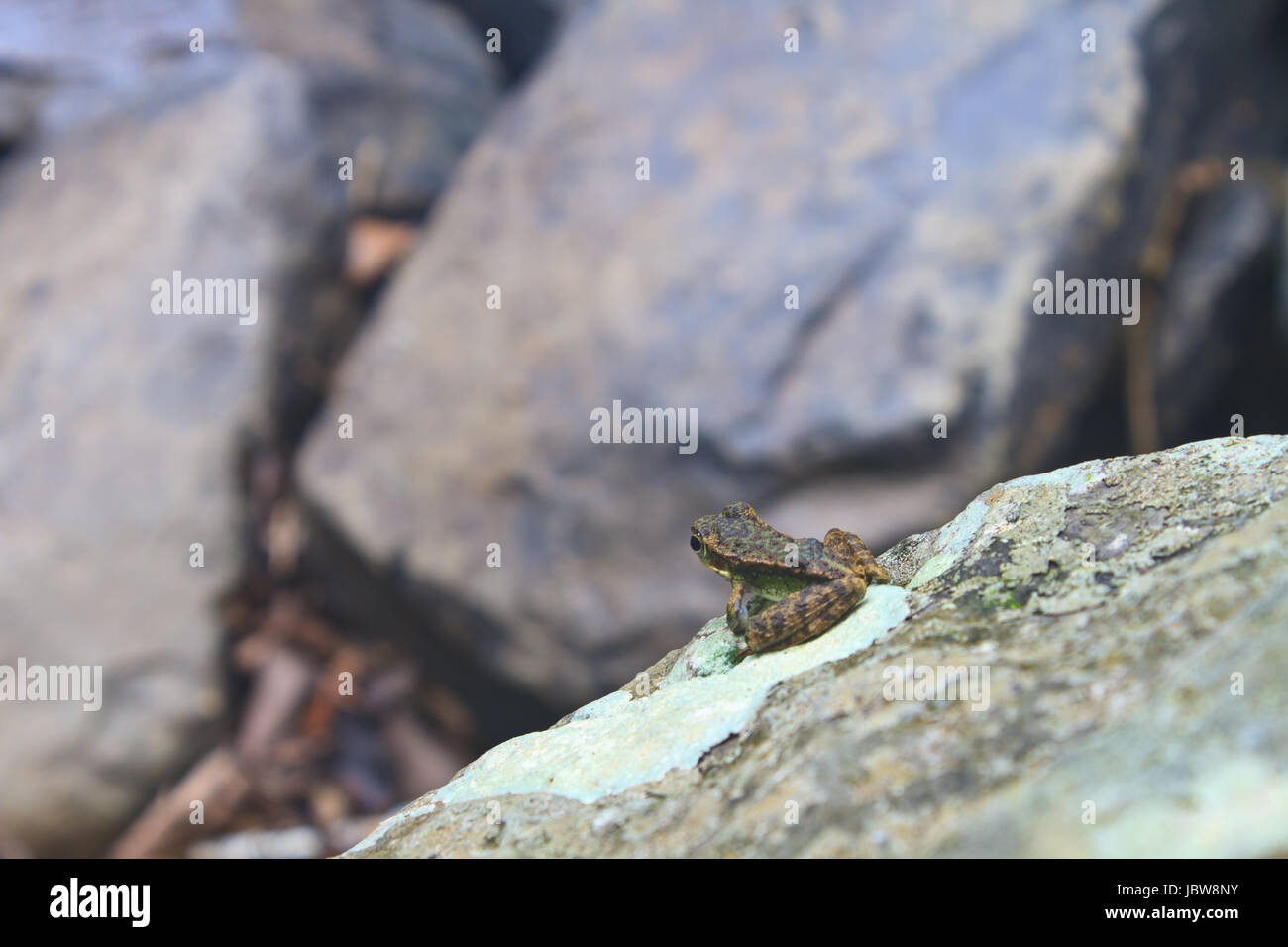 Mountain stream tree frog hi-res stock photography and images - Alamy