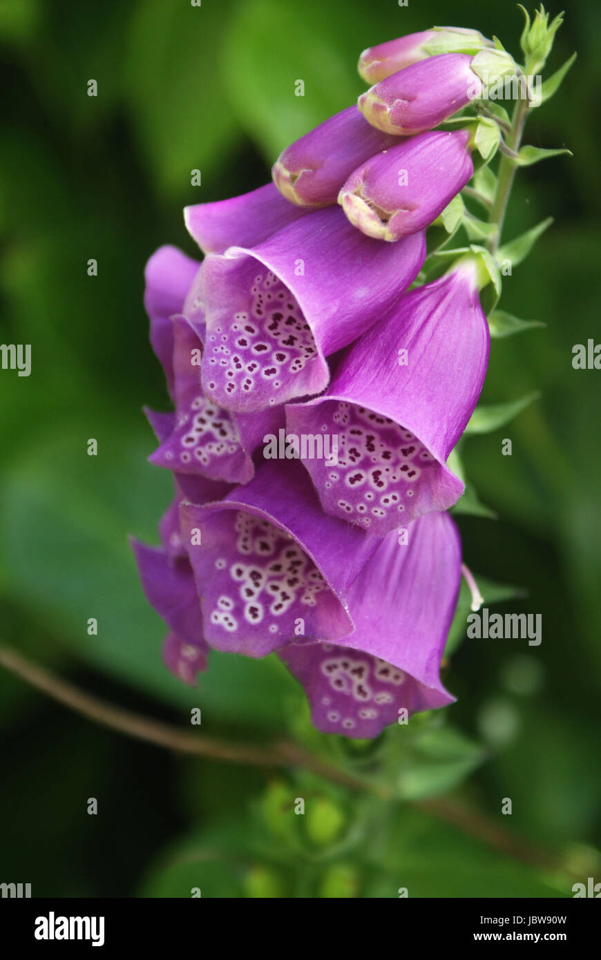 Flower gardan hi-res stock photography and images - Alamy