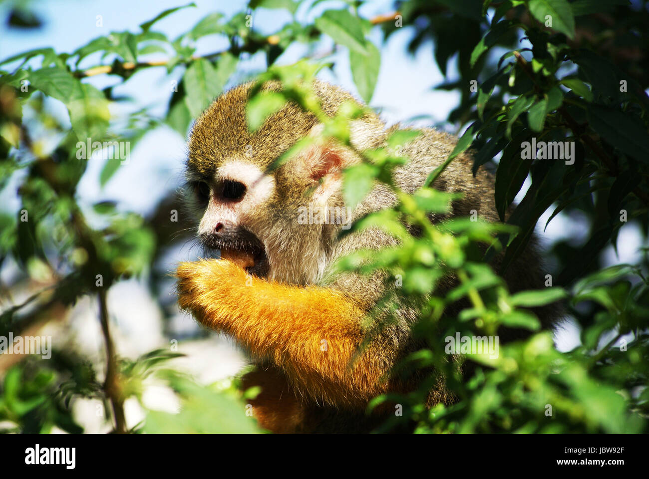 squirrel monkey enjoying some dinner Stock Photo - Alamy