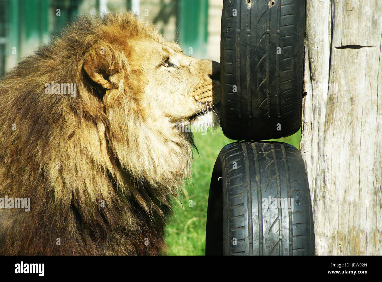 Lion food hi-res stock photography and images - Alamy