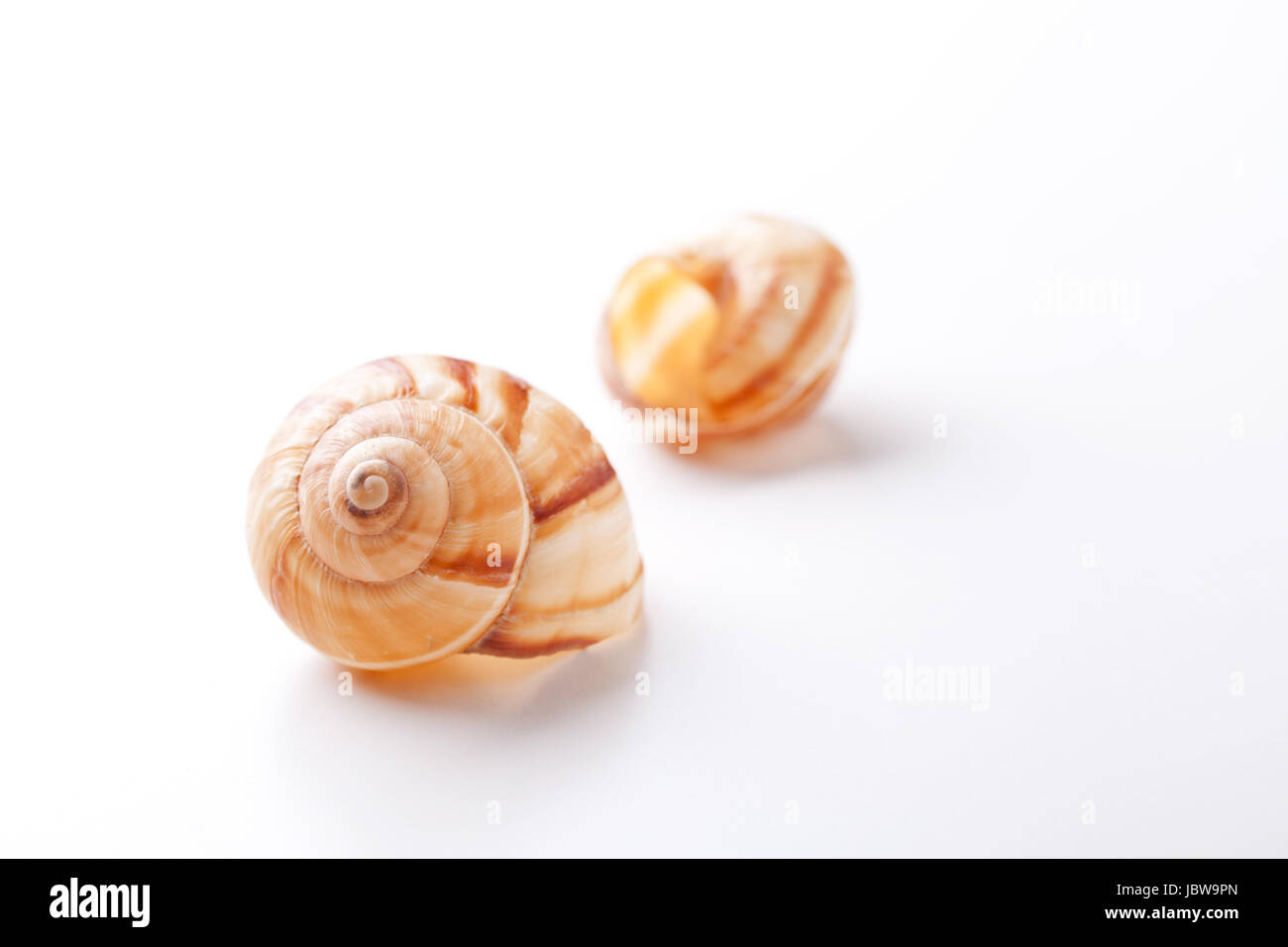 Close up photograph of some snail shells Stock Photo - Alamy