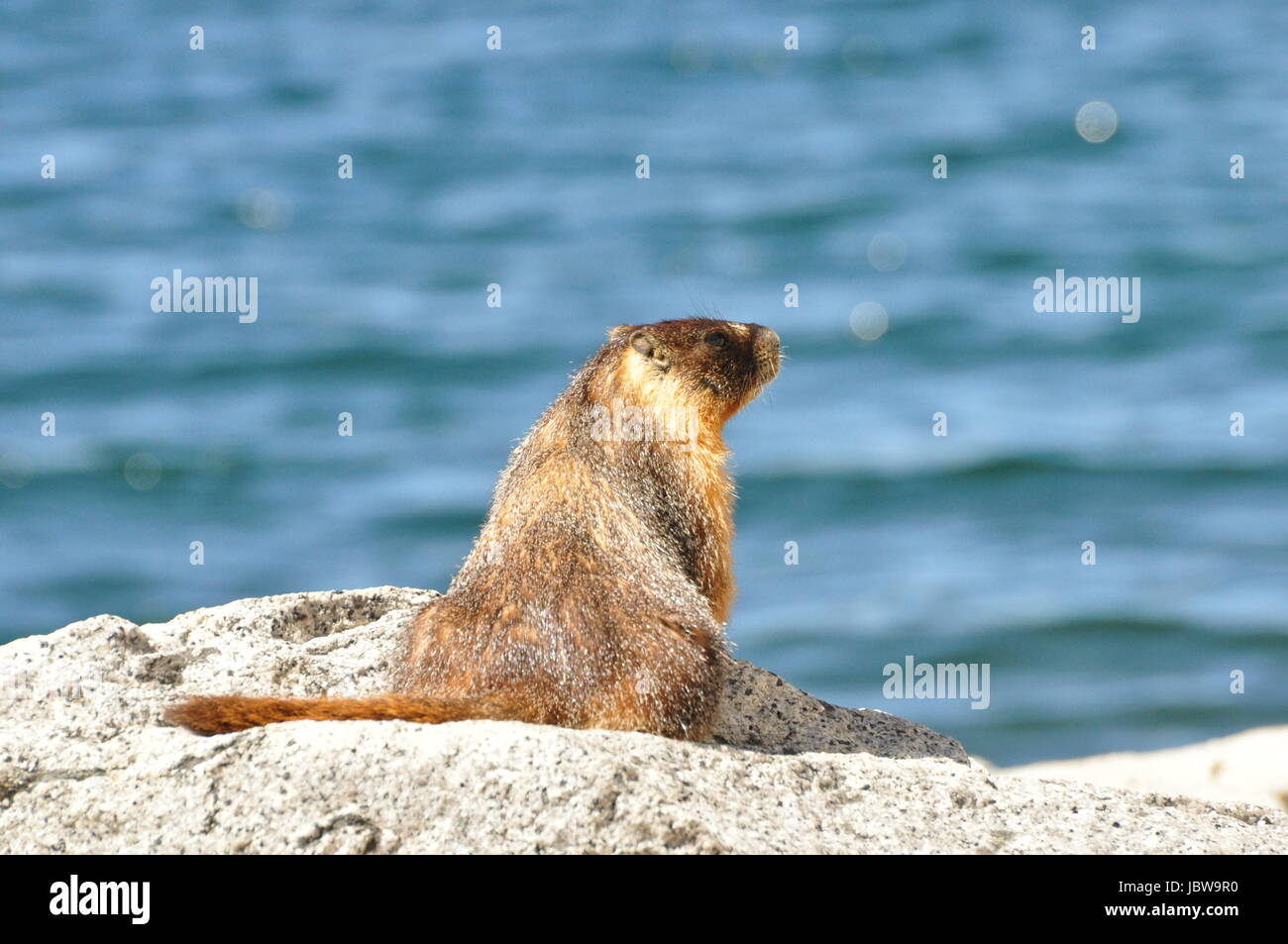 Pelztier hi-res stock photography and images - Alamy