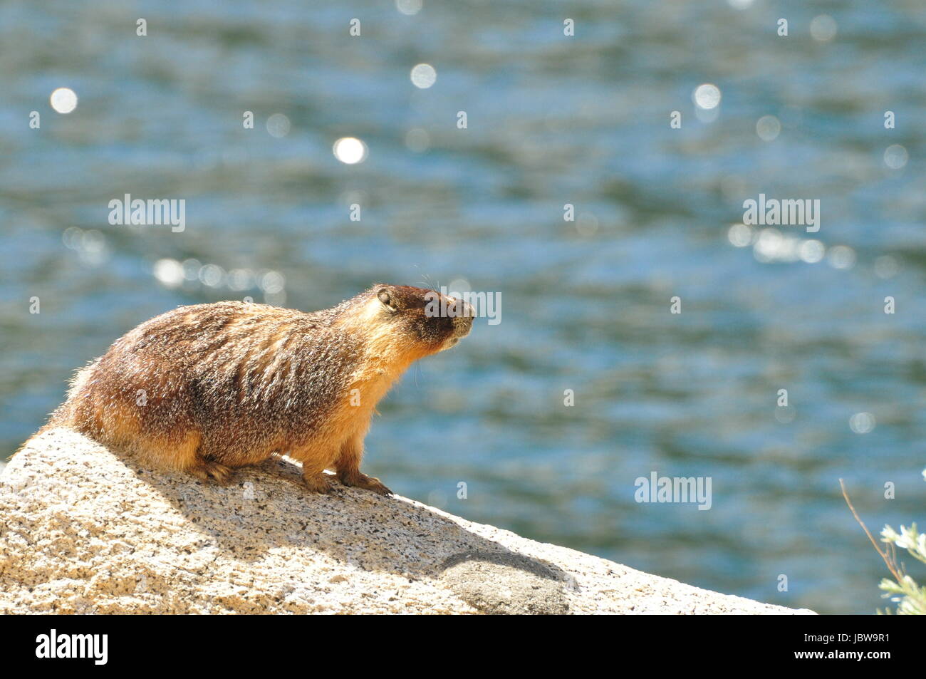 Pelztier hi-res stock photography and images - Alamy