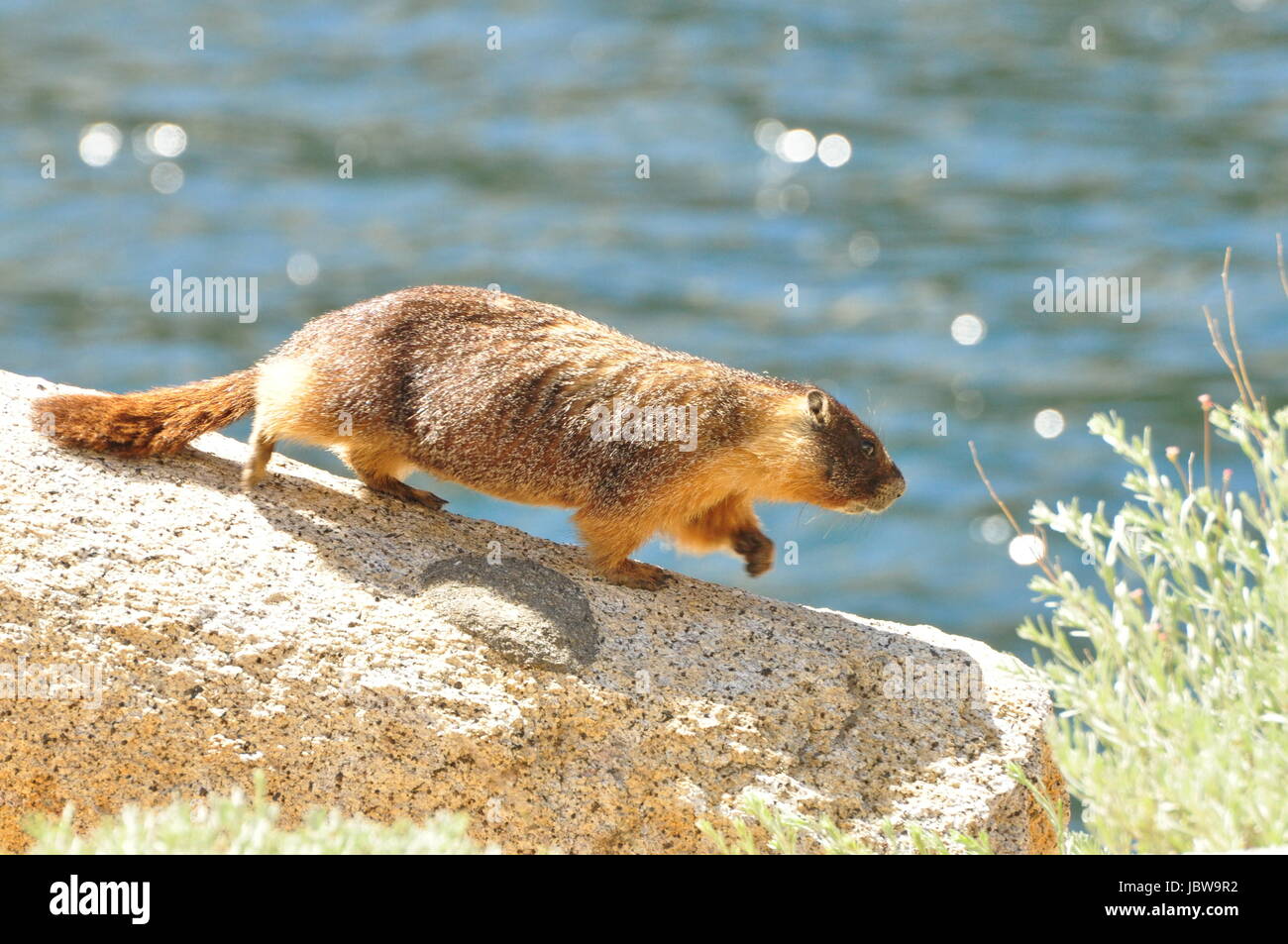 Pelztier am Tenaya Lake Stock Photo - Alamy