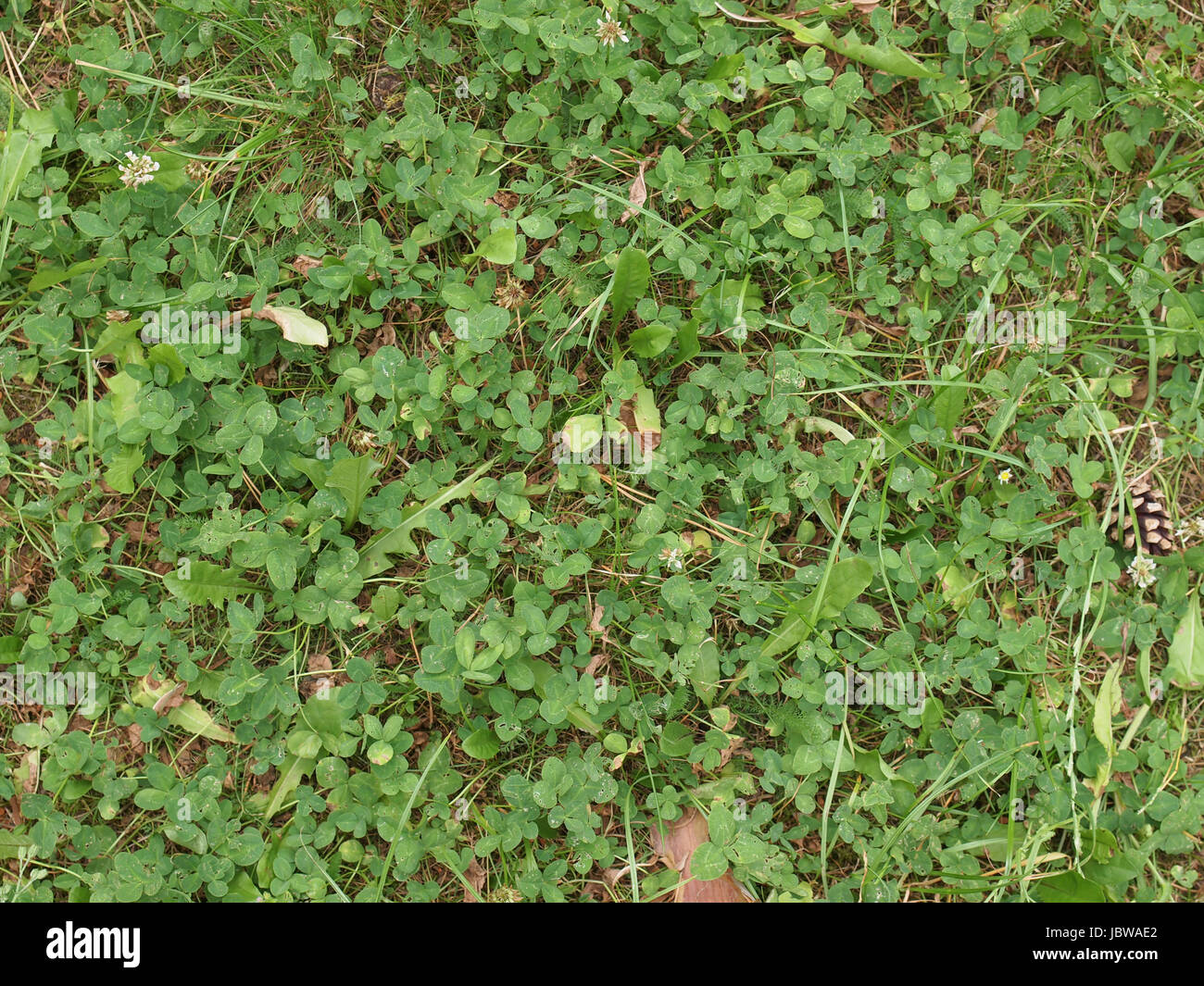 Clover Trifolium trefoil meadow useful as background Stock Photo - Alamy