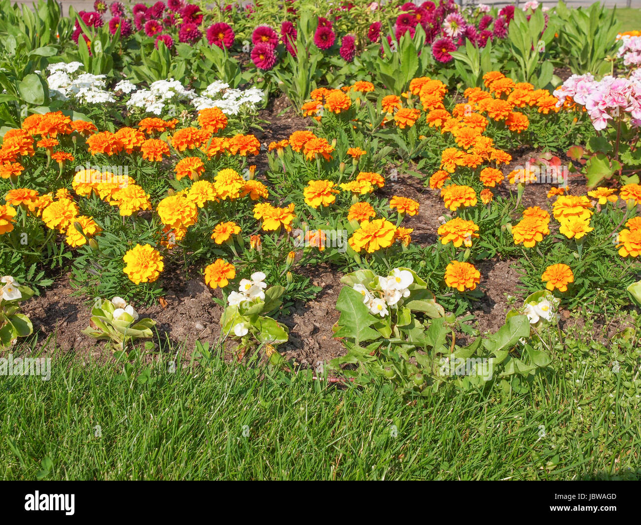 Colourful flower bed in a flower garden Stock Photo - Alamy