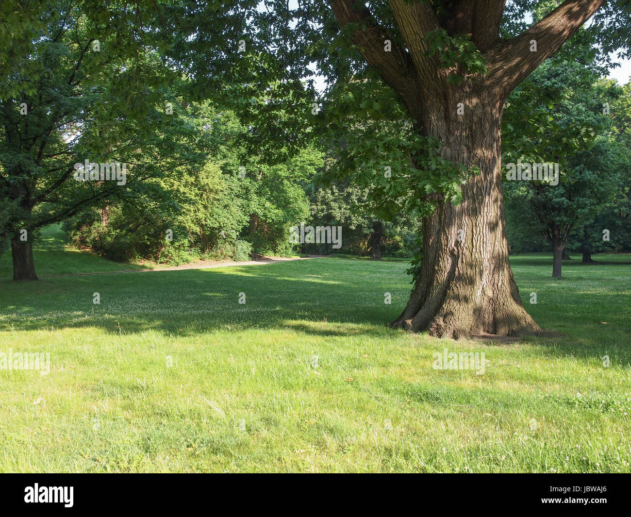 Meadow and trees in a park Stock Photo - Alamy