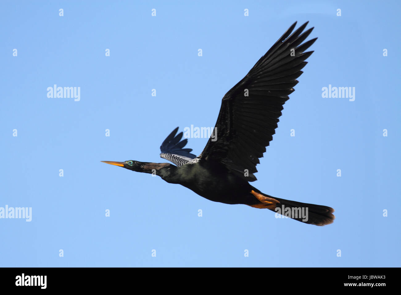 Anhinga in flight over the Florida Everglades with a blue sky Stock ...