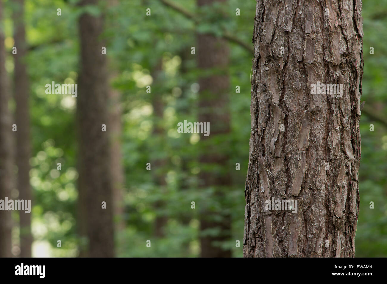 man sees the forest for the trees Stock Photo - Alamy