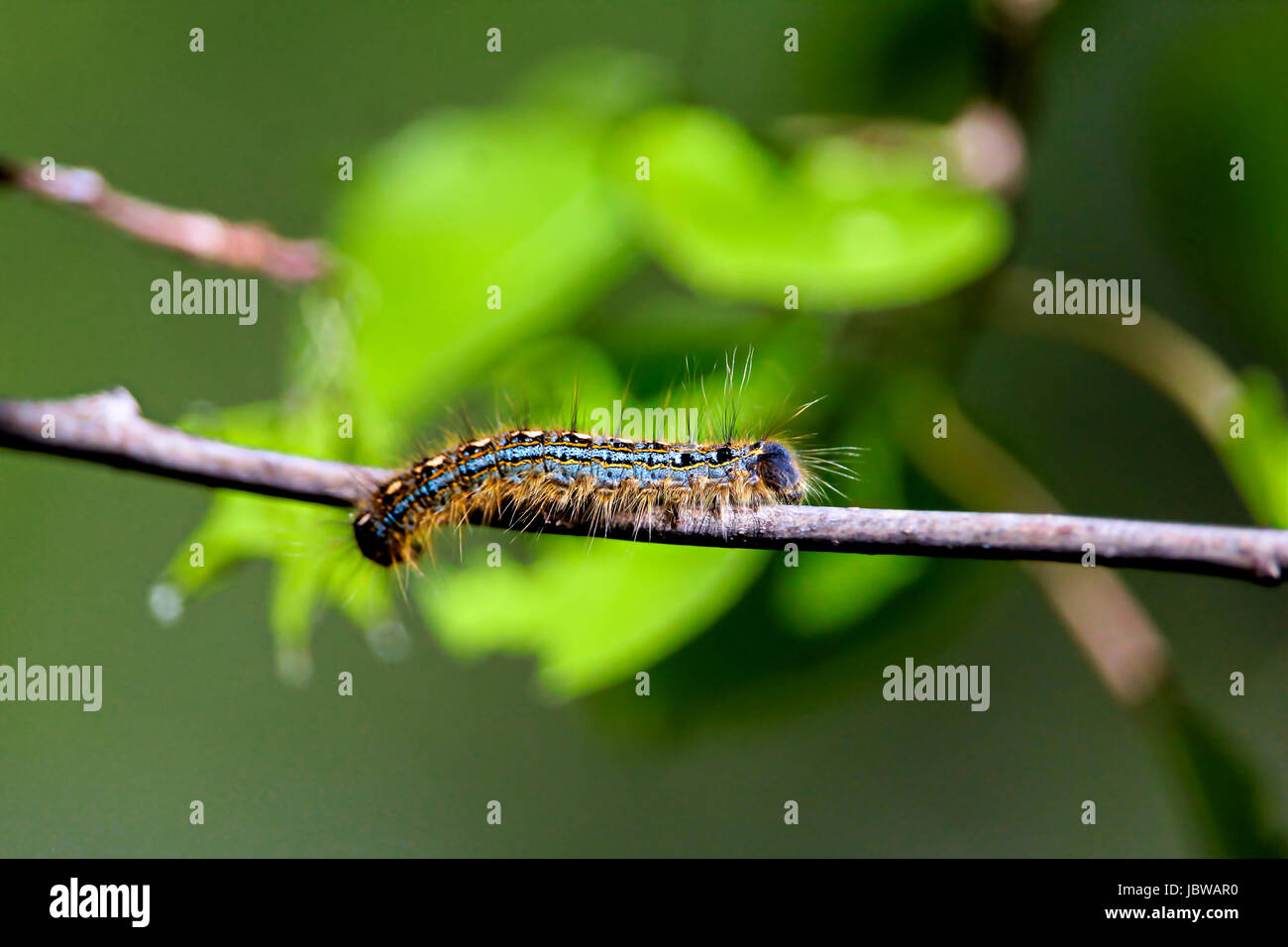 Forest tent caterpillar hi-res stock photography and images - Alamy
