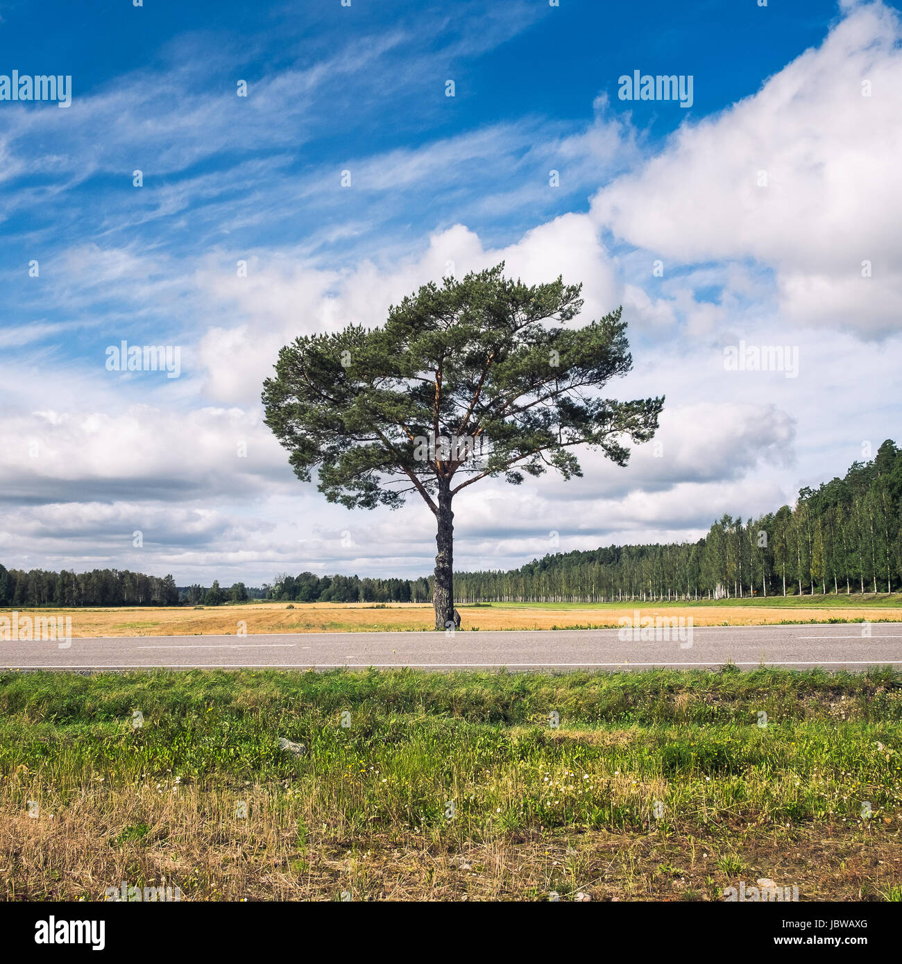 Single tree landscape at bright summer day Stock Photo - Alamy