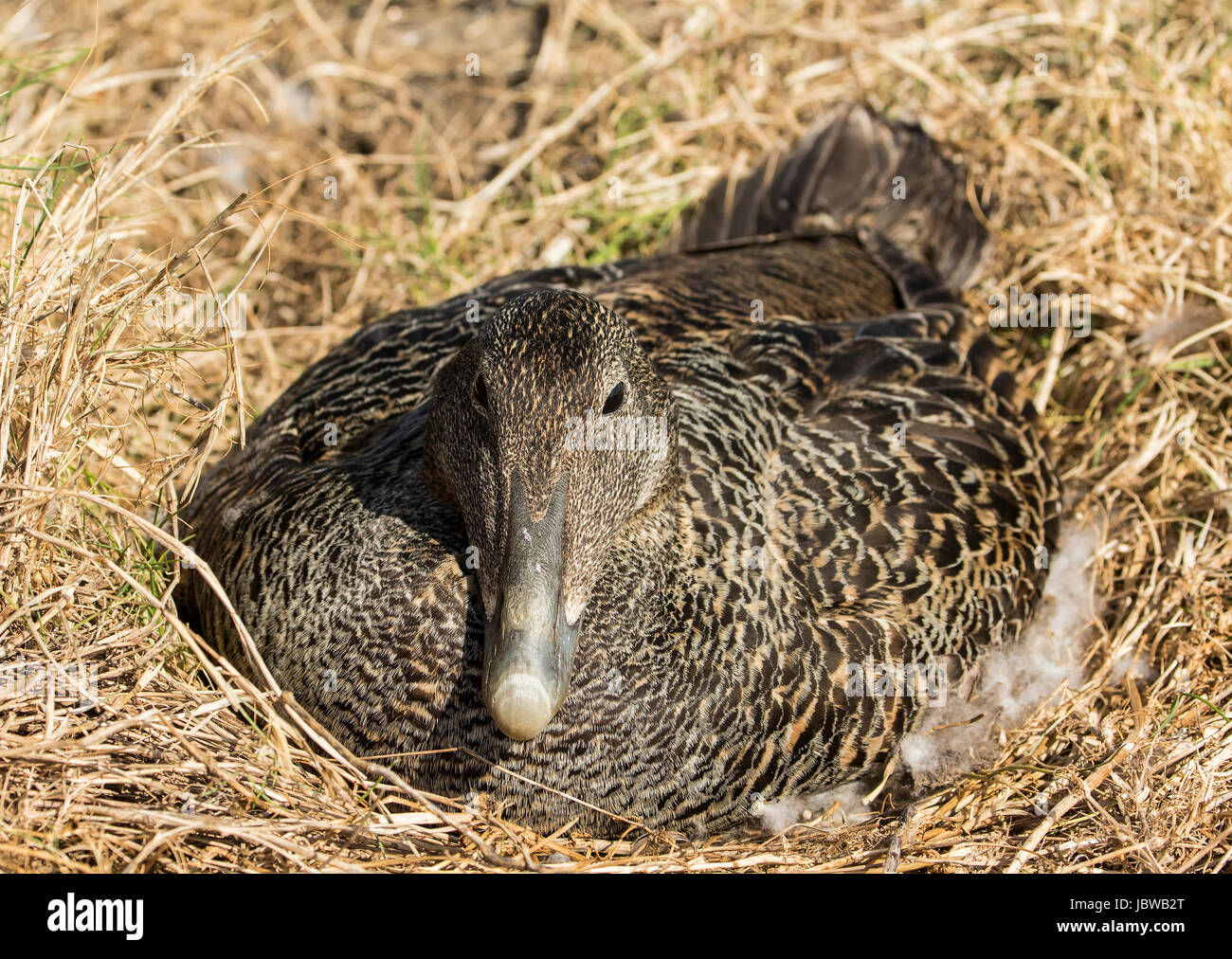 Eider duck farne islands hi-res stock photography and images - Alamy