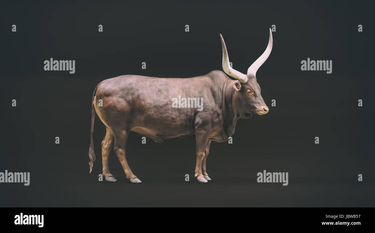 Brown power bull standing there and waiting Stock Photo - Alamy