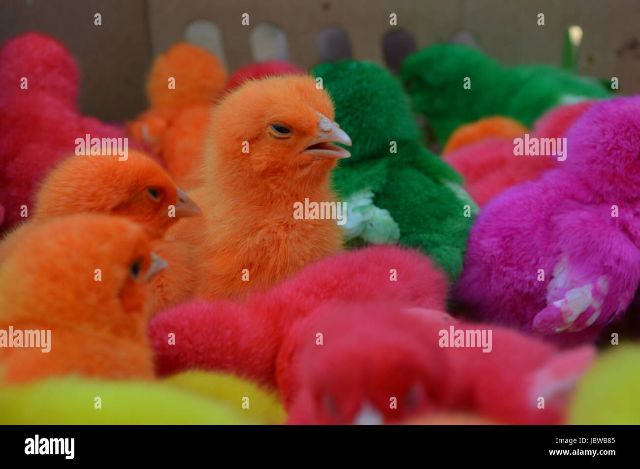 Horizontal image of young chicks in different colours Stock Photo - Alamy
