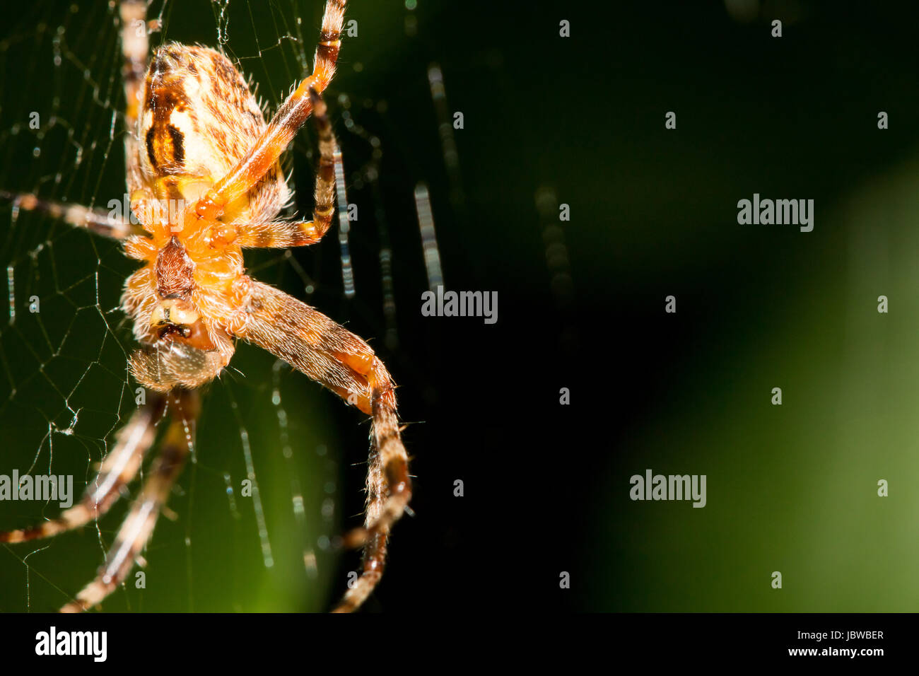spider in its web Stock Photo - Alamy