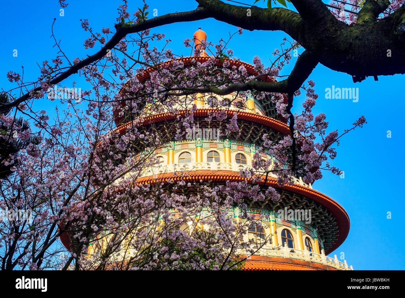 cherry tree in blossom for adv or others purpose use Stock Photo - Alamy