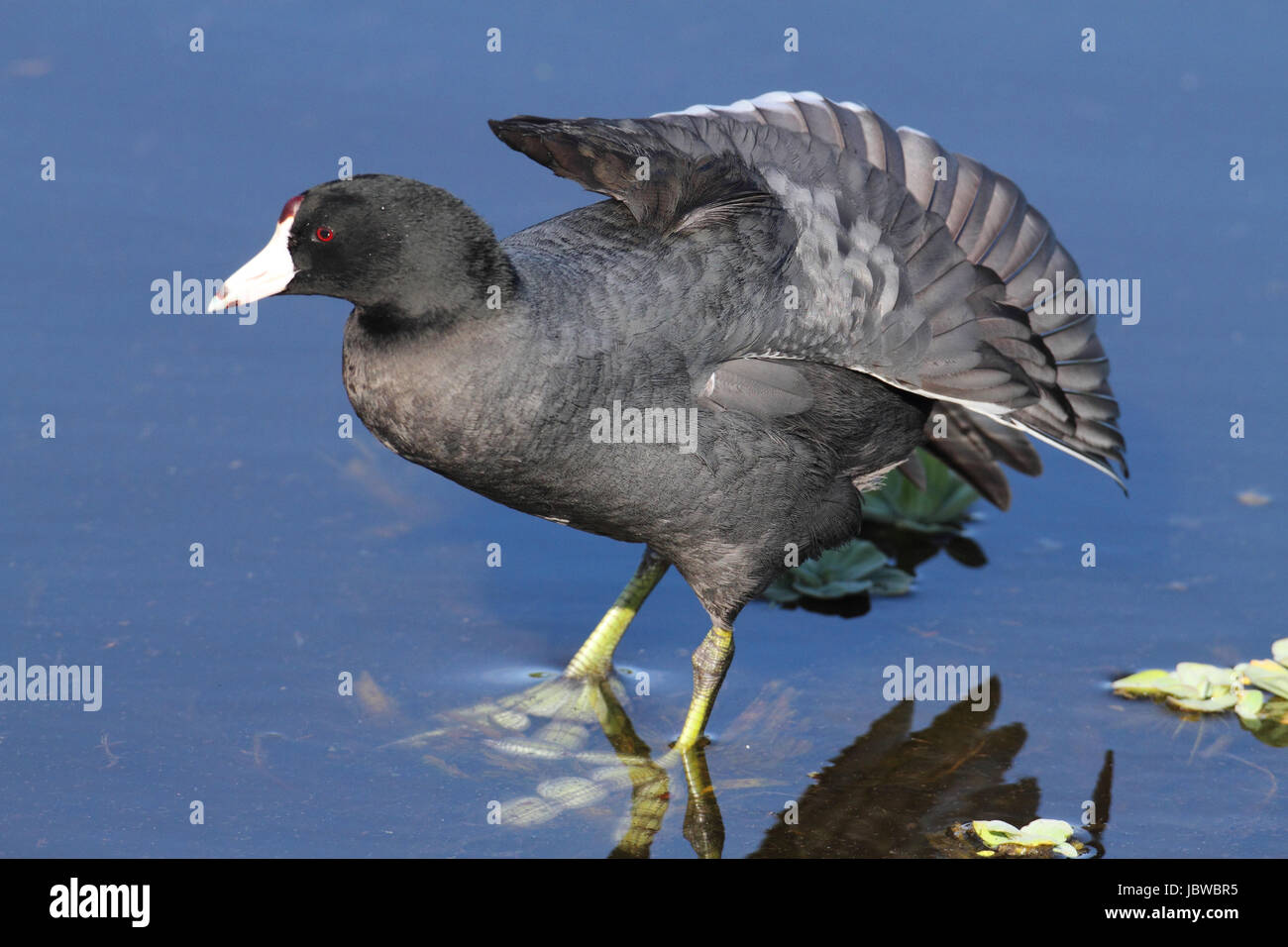 American Coot (Fulica americana) in the Florida Everglades Stock Photo ...