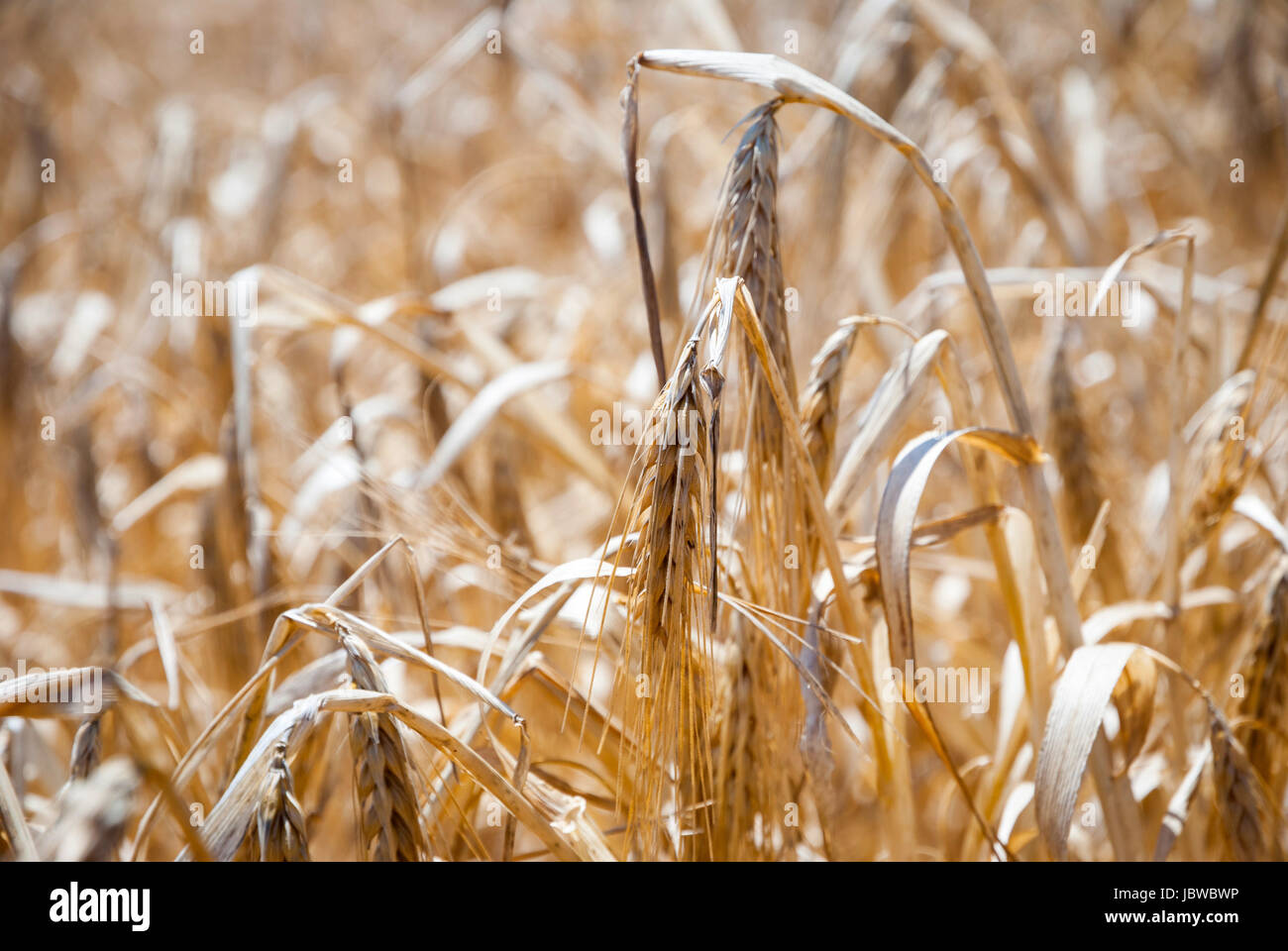Closeup of dry wheat in a field Stock Photo - Alamy