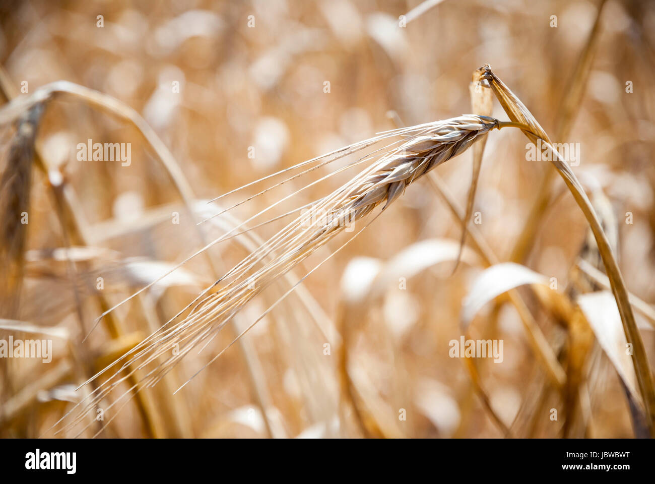 Closeup of dry wheat in a field Stock Photo - Alamy
