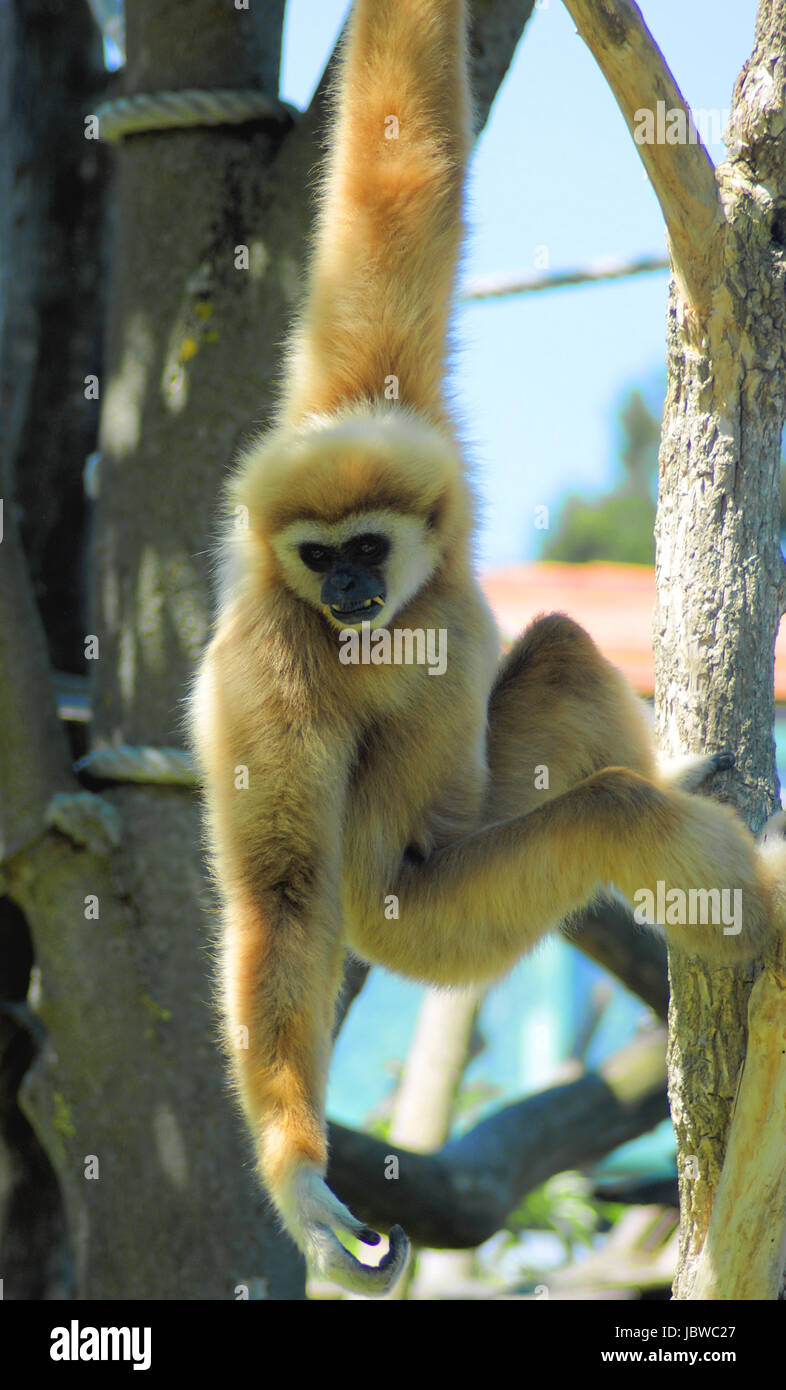 Brachiation hi-res stock photography and images - Alamy