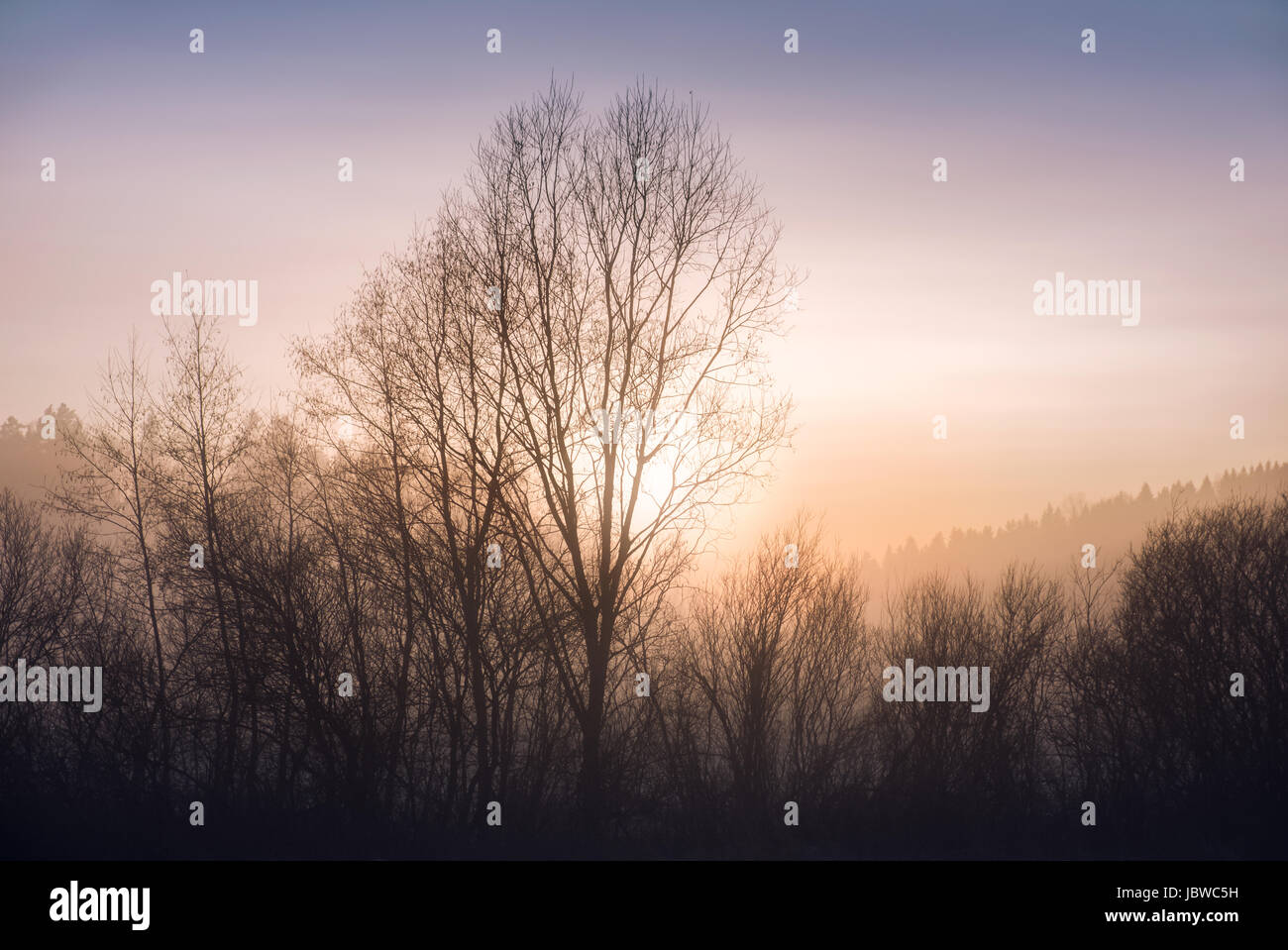Foggy landscape with trees and sunset at evening Stock Photo - Alamy