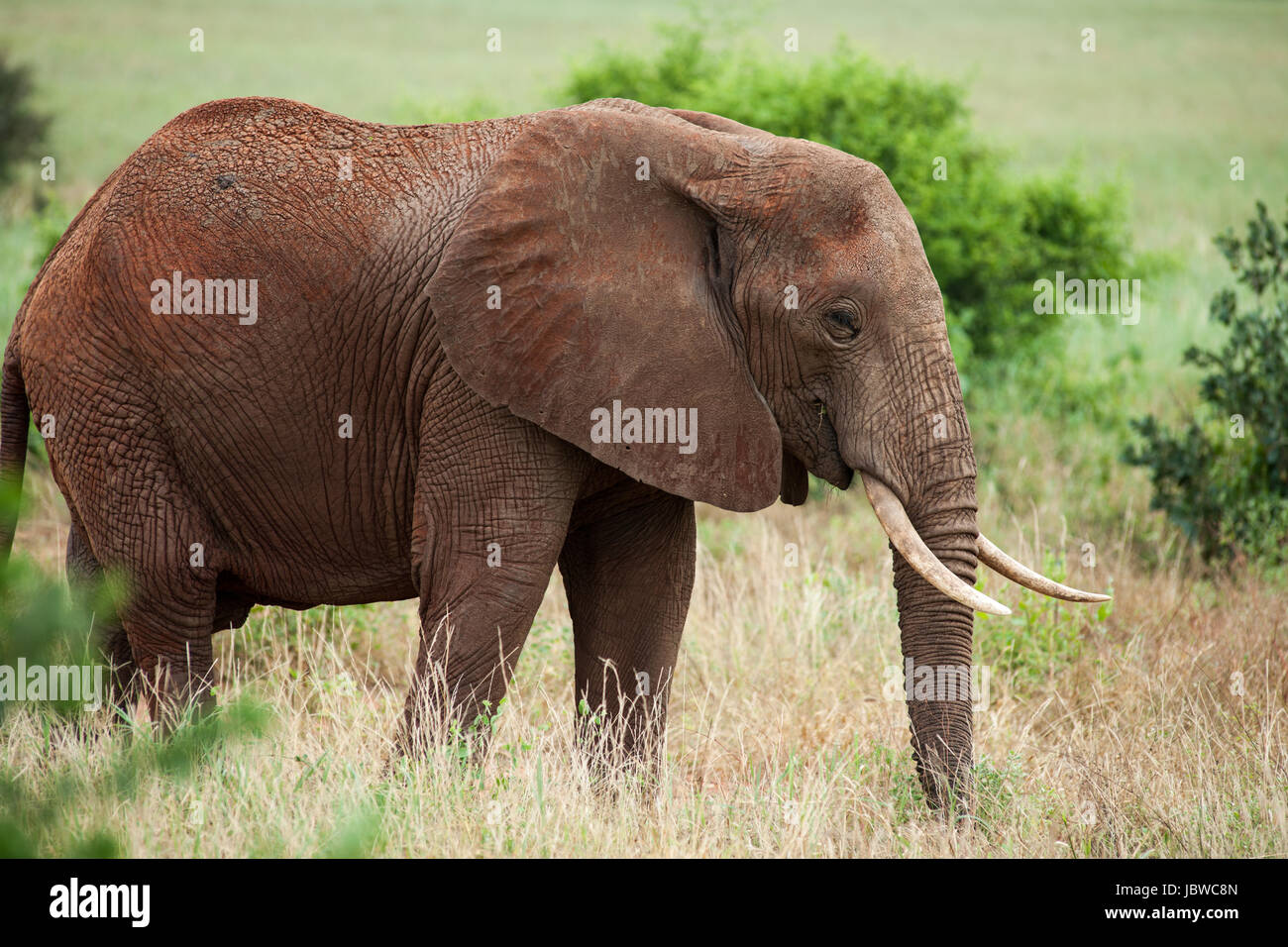 elephant in the savannah of africa Stock Photo - Alamy