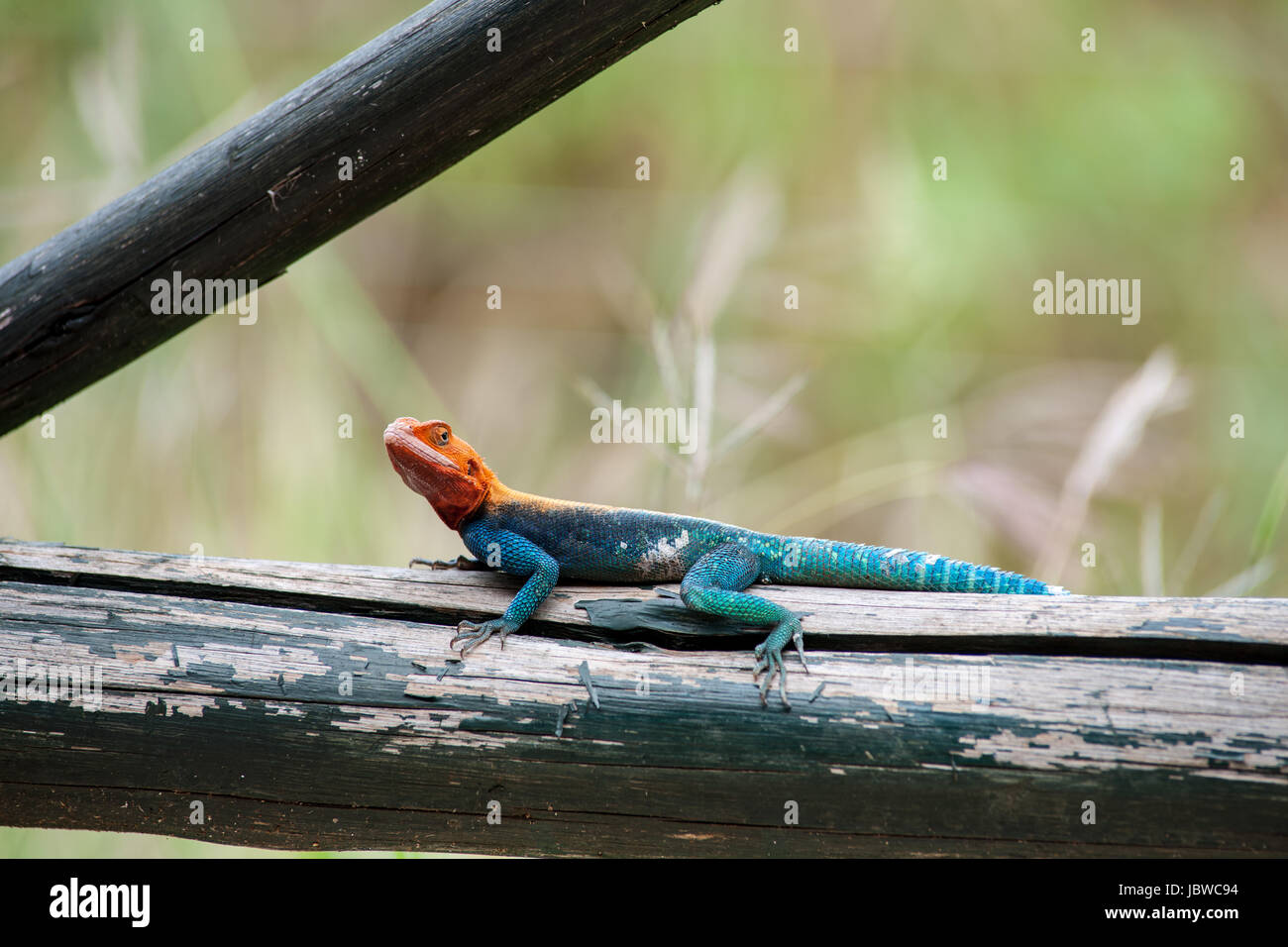 leguan in the savannah of africa Stock Photo - Alamy