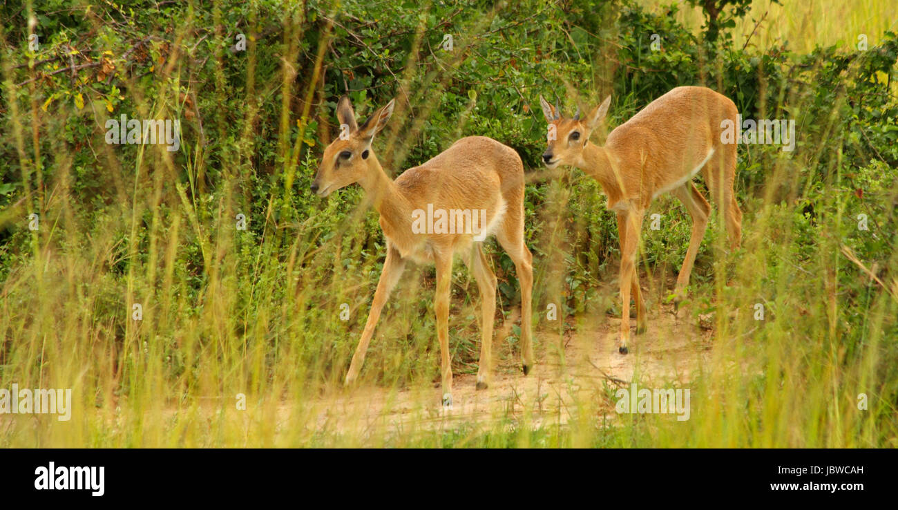 A pair of Oribi walk along a game trail among the grass of the Ugandan ...