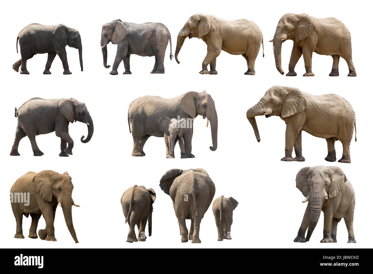 collection of several elephants isolated on white background Stock ...