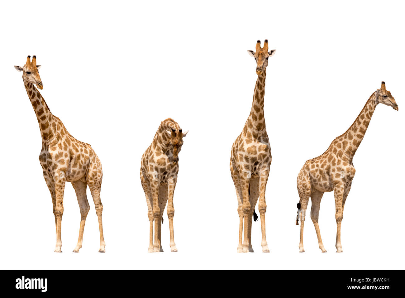 Set of four giraffe portraits Stock Photo - Alamy