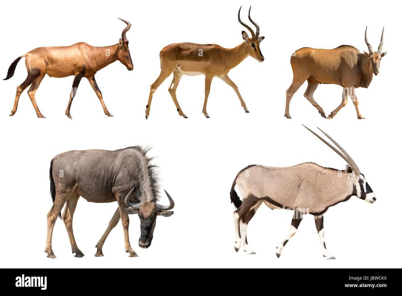 Different animals africa Cut Out Stock Images & Pictures - Alamy