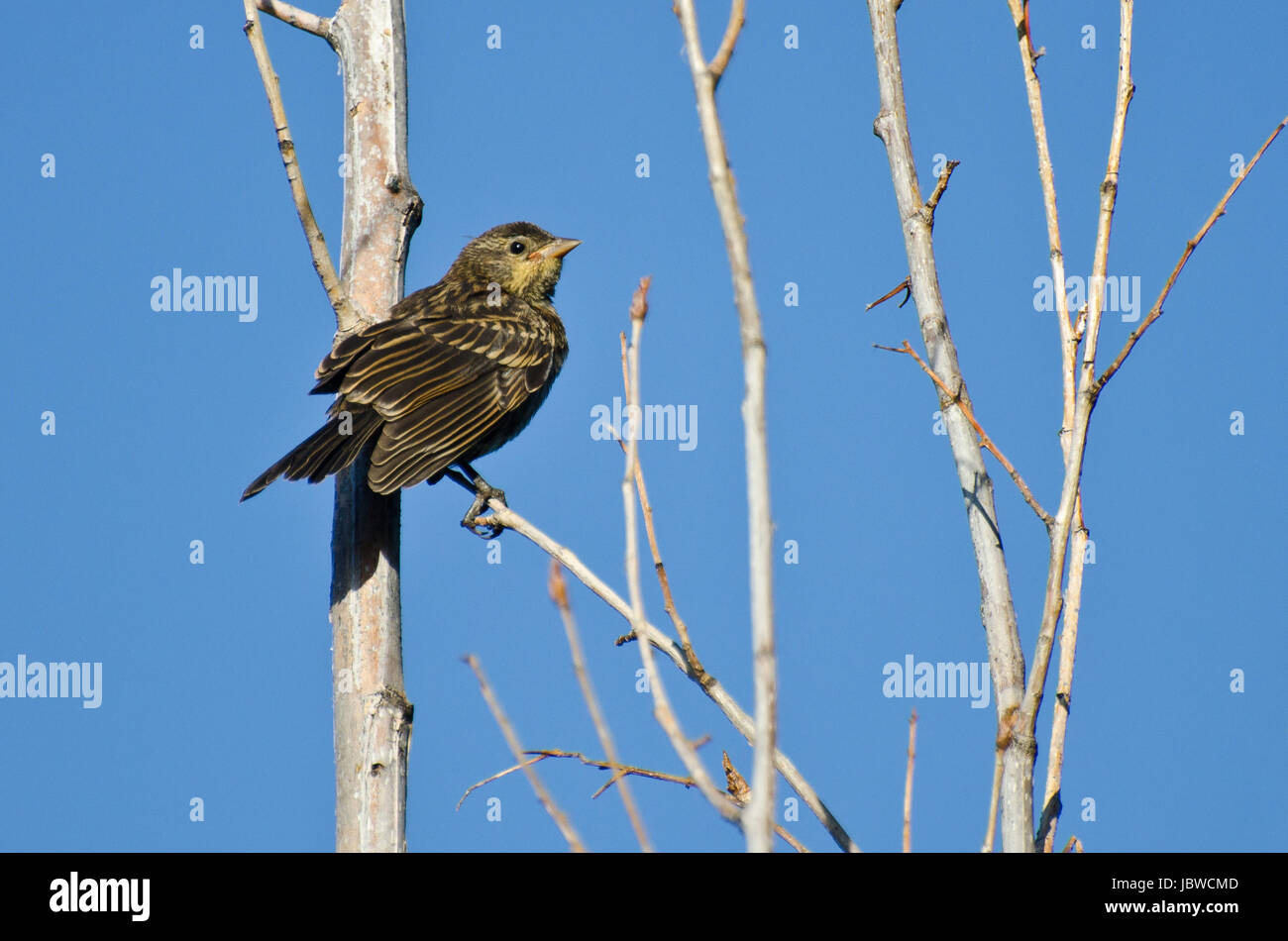 Immature Red-Winged Blackbird Perched in a Tree Stock Photo - Alamy