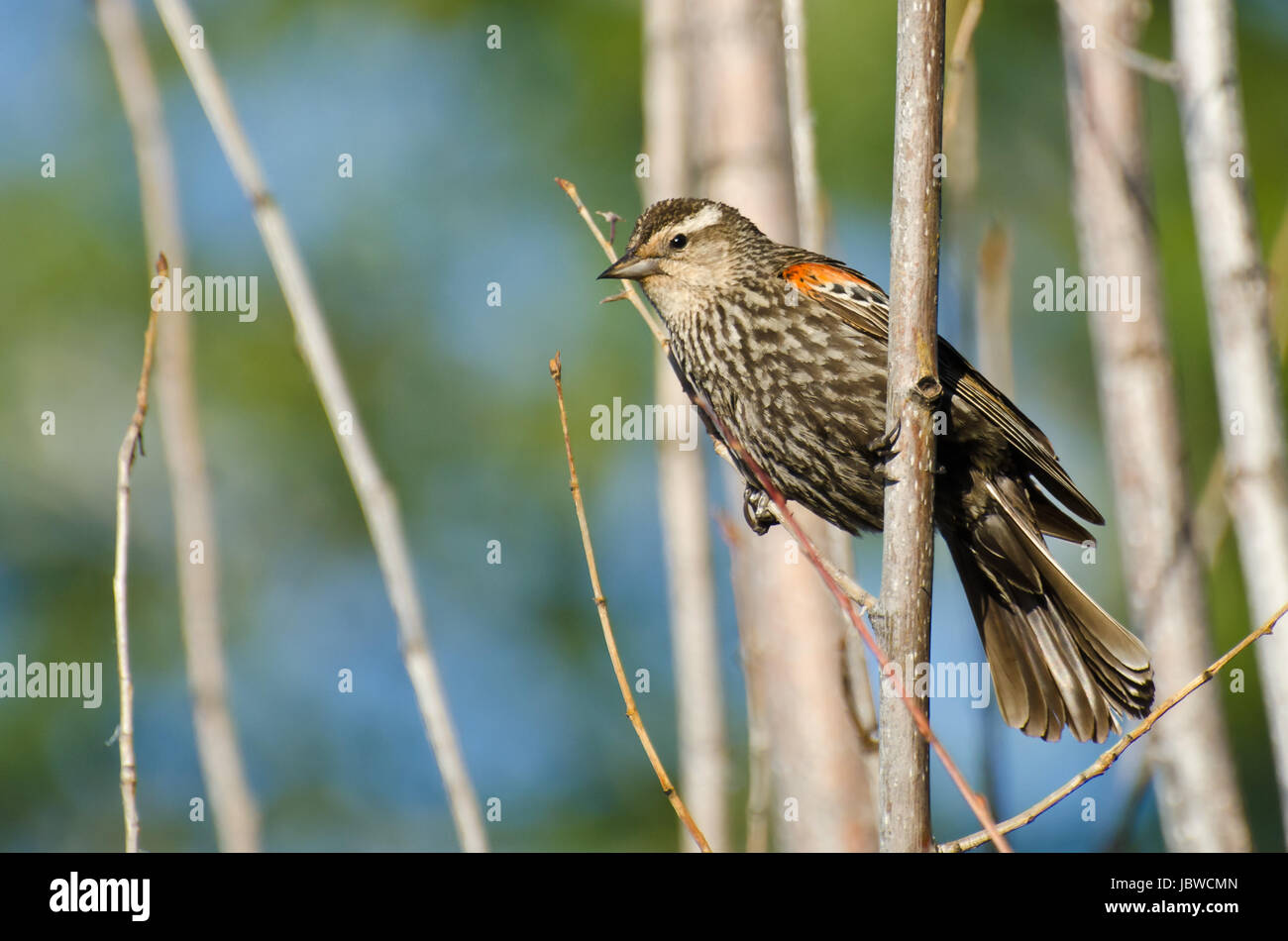 Immature Red-Winged Blackbird Perched in a Tree Stock Photo - Alamy
