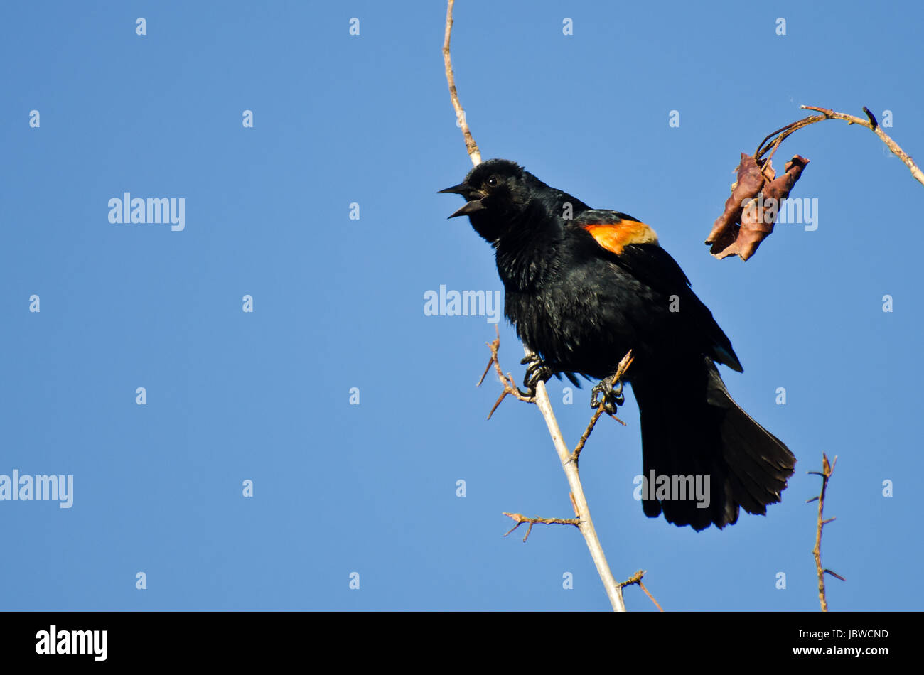 Red-Winged Blackbird Calling While Perched in Tree Stock Photo - Alamy