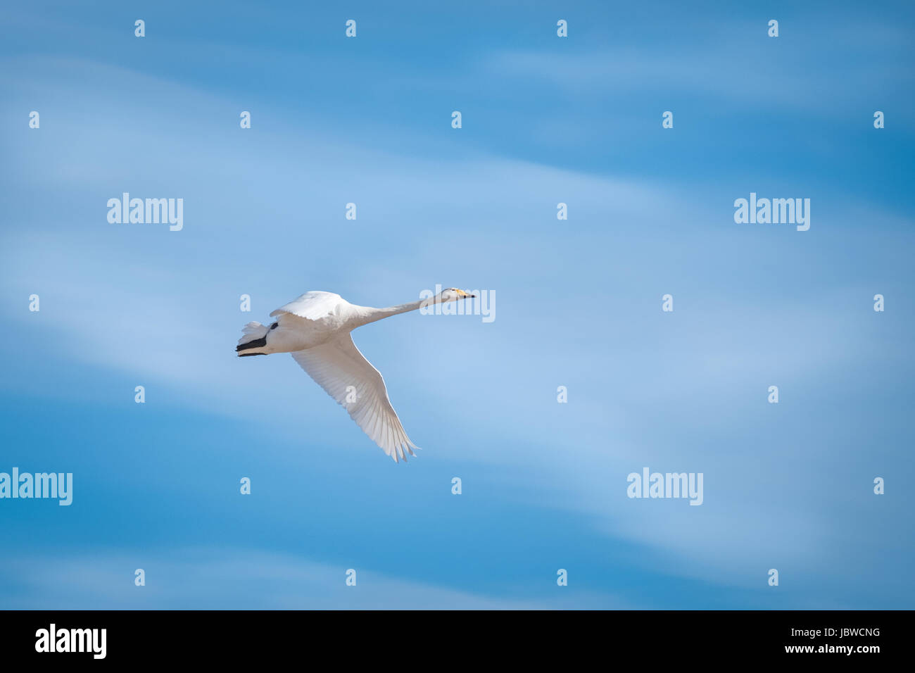 Beautiful white swan flying against blue sky Stock Photo - Alamy