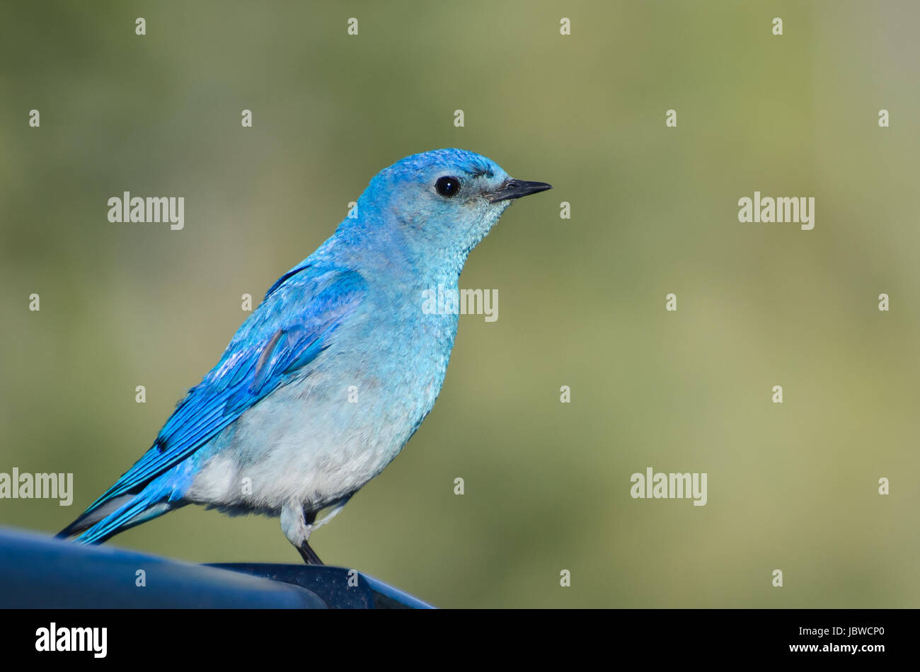Profile of a Mountain Bluebird Stock Photo - Alamy