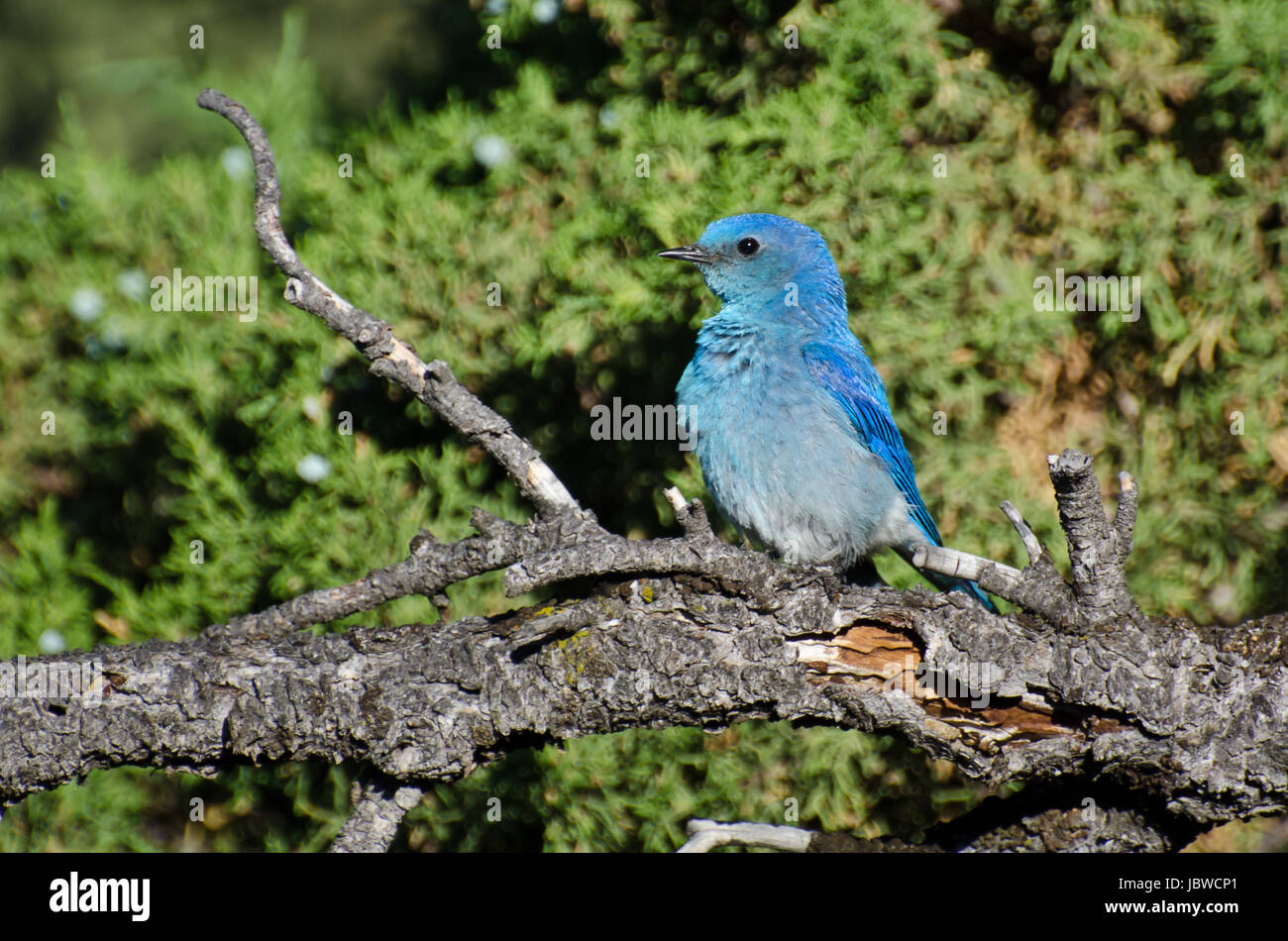 Profile of a Mountain Bluebird Stock Photo - Alamy
