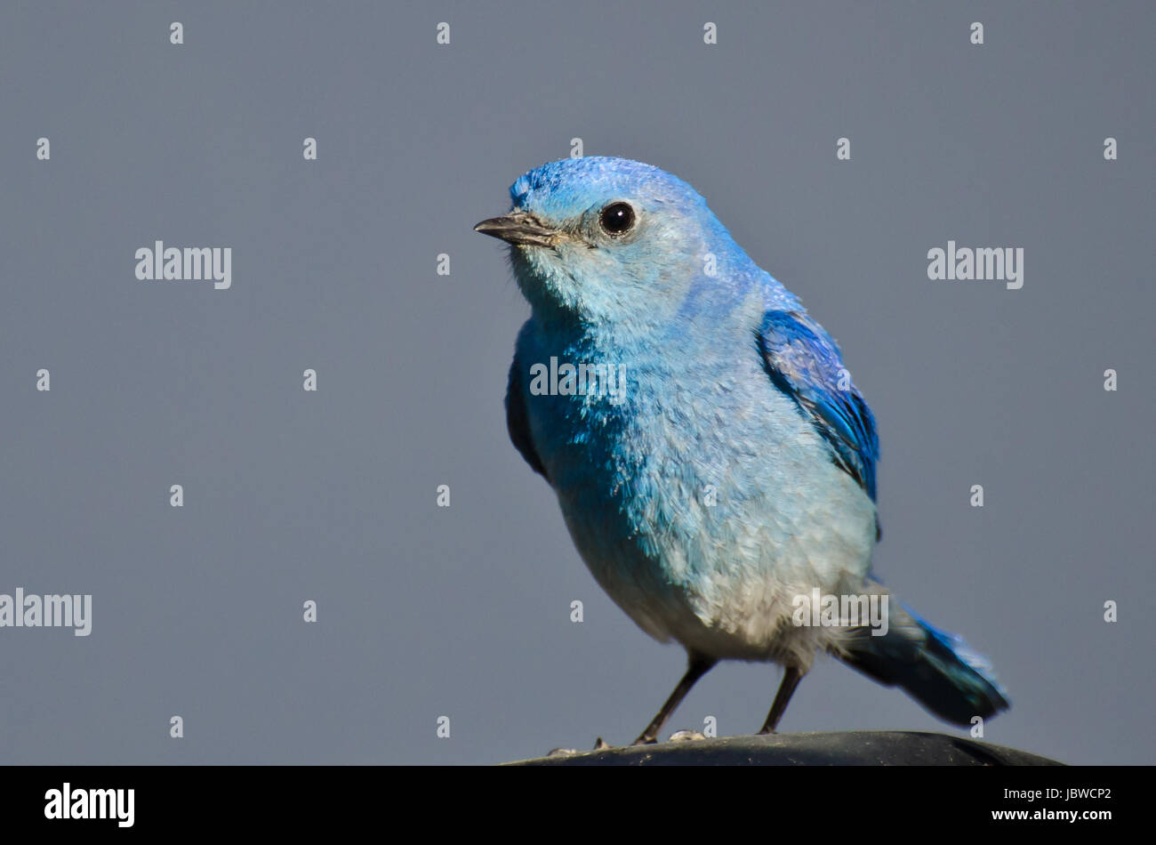Close Profile of a Male Mountain Bluebird Stock Photo - Alamy